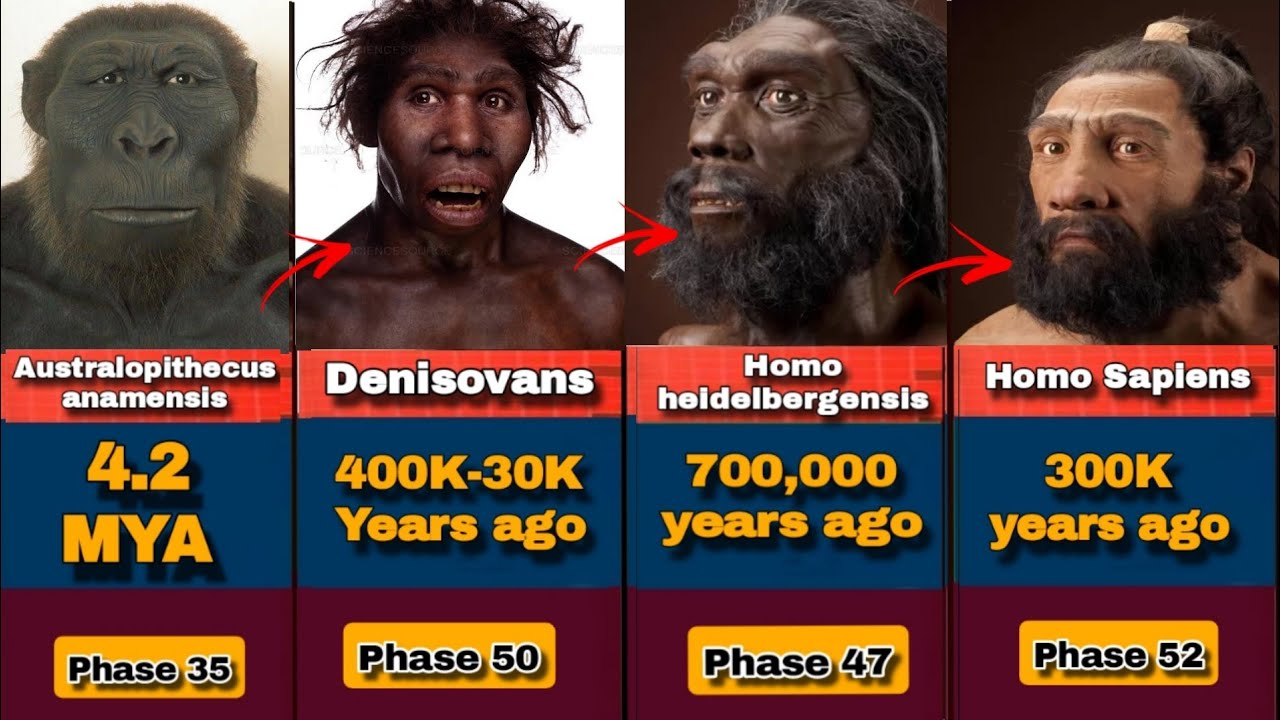 60 Stages of Human Evolution Explained: From Origin to Civilization ...