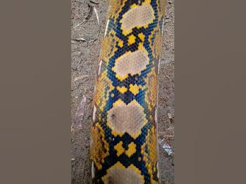 the giant python - YouTube