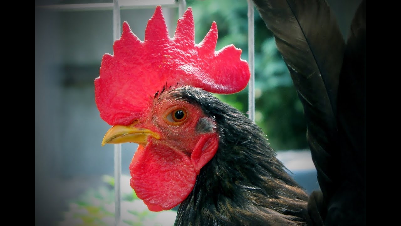 SMALLEST CHICKEN FAMILY IN THE WORLD - SMALLEST ROOSTERS AND SMALLEST ...