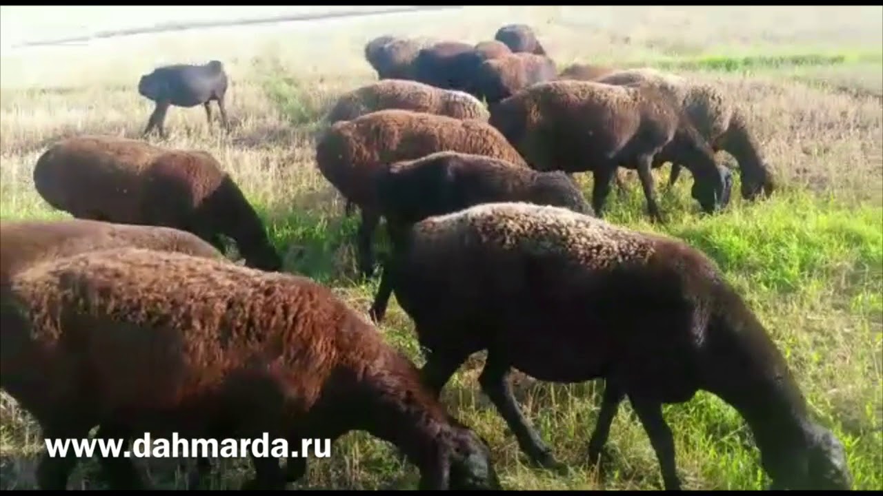 Гиссарские овцы из Адыгеи в Татарстане - YouTube