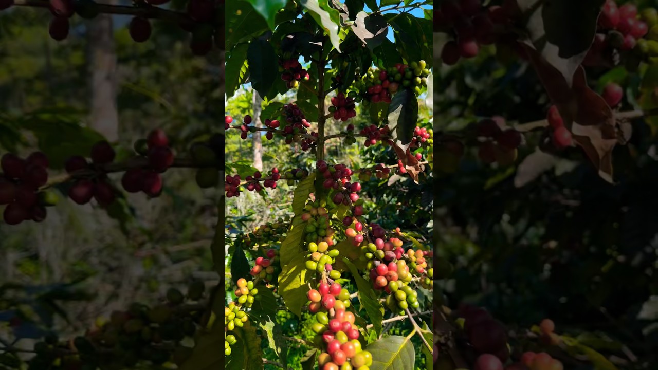 Café Peruano // Finca de café// El mejor café es peruano // Selva ...