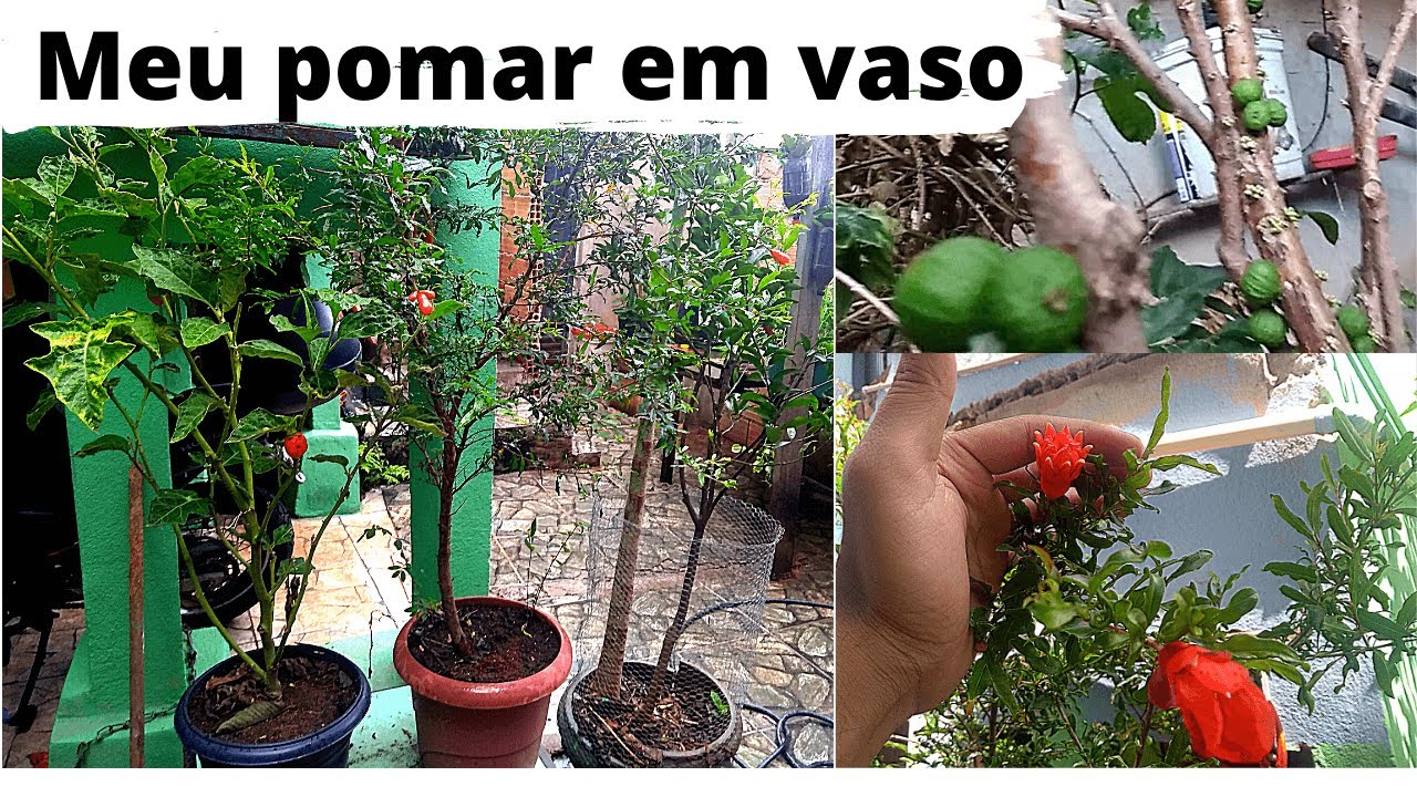TOUR PELO MEU POMAR NO QUINTAL EM PEQUENO ESPAÇO - YouTube