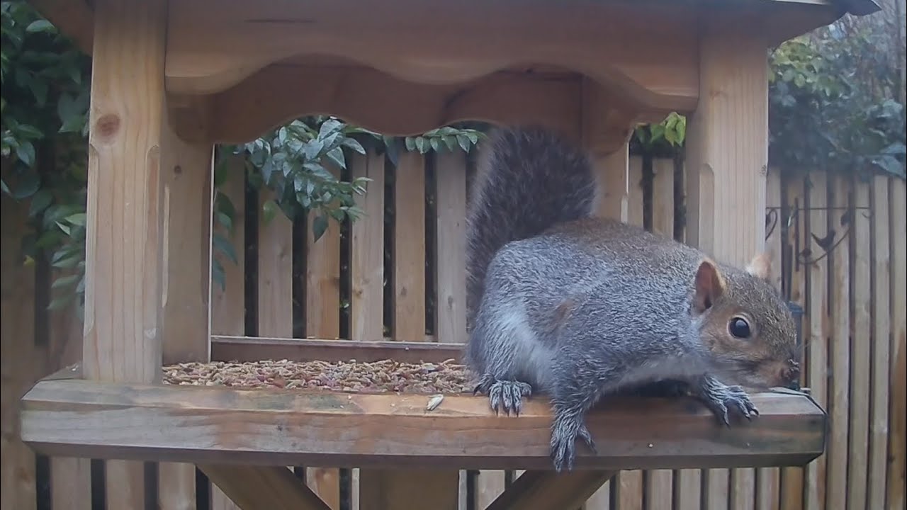Squirrels visiting the garden bird table for some lunch! - YouTube