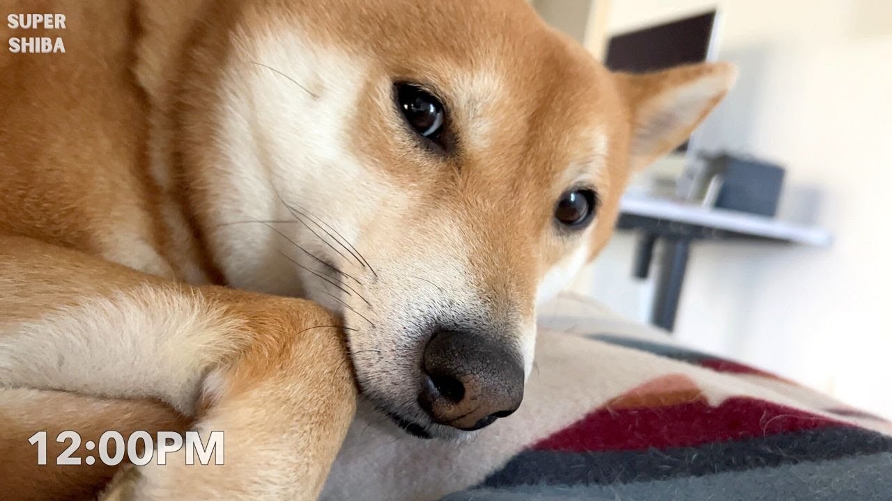 A Day in Life of a Good boi - YouTube
