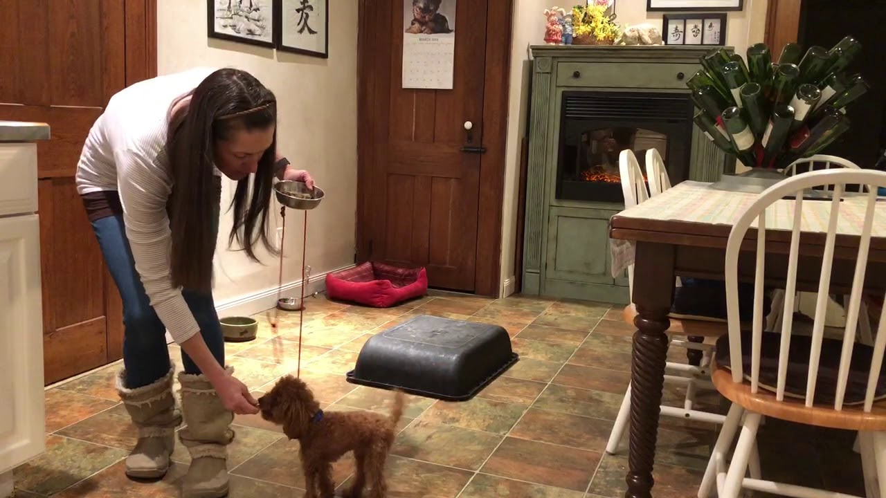 gizmo day 3 1 - YouTube