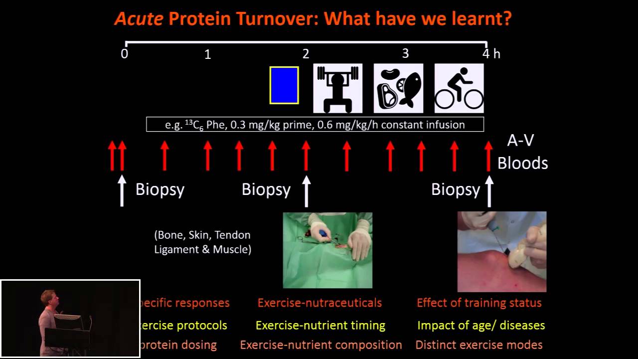 Development and application of stable isotope tracers to exercise ...