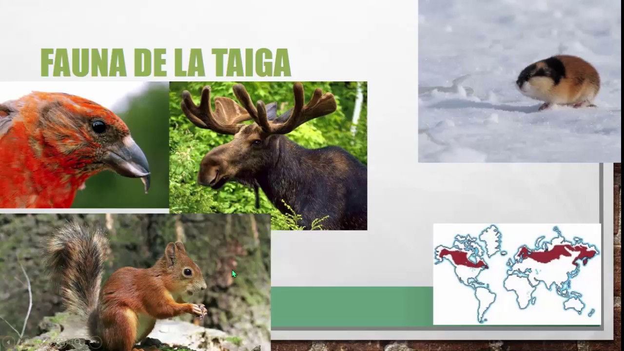 Bioma Taiga - YouTube