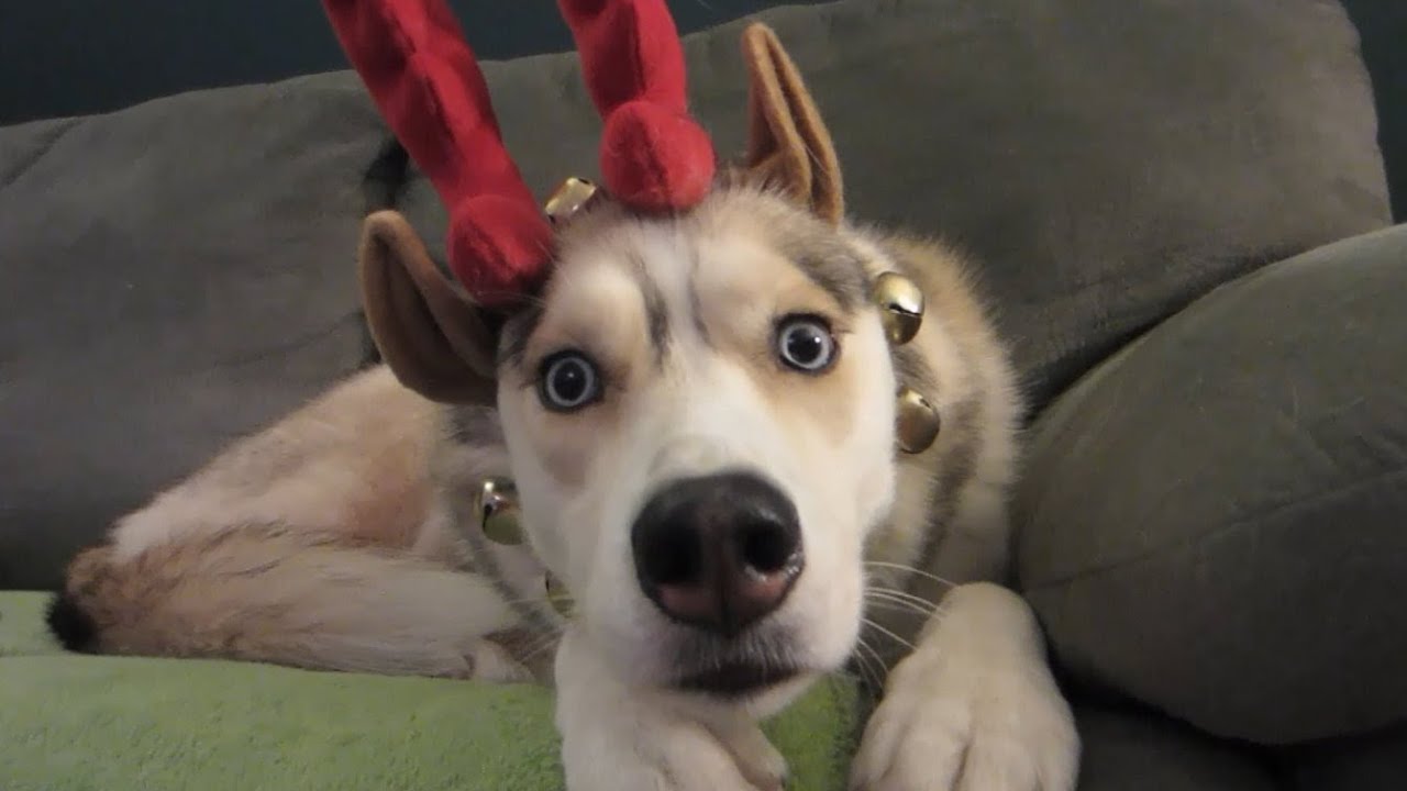 Reindeer Huskies! - Wordless Wednesday - YouTube