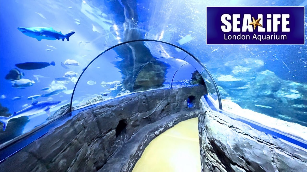 SEA LIFE London Aquarium | Dive into the World of Colourful Marine Fish ...