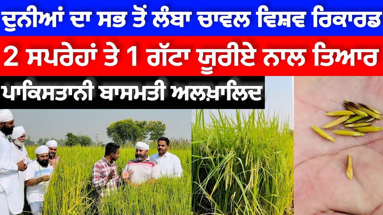 New Pakistani Basmati Variety Al Khalid , World’s longest rice ਆਹ ...