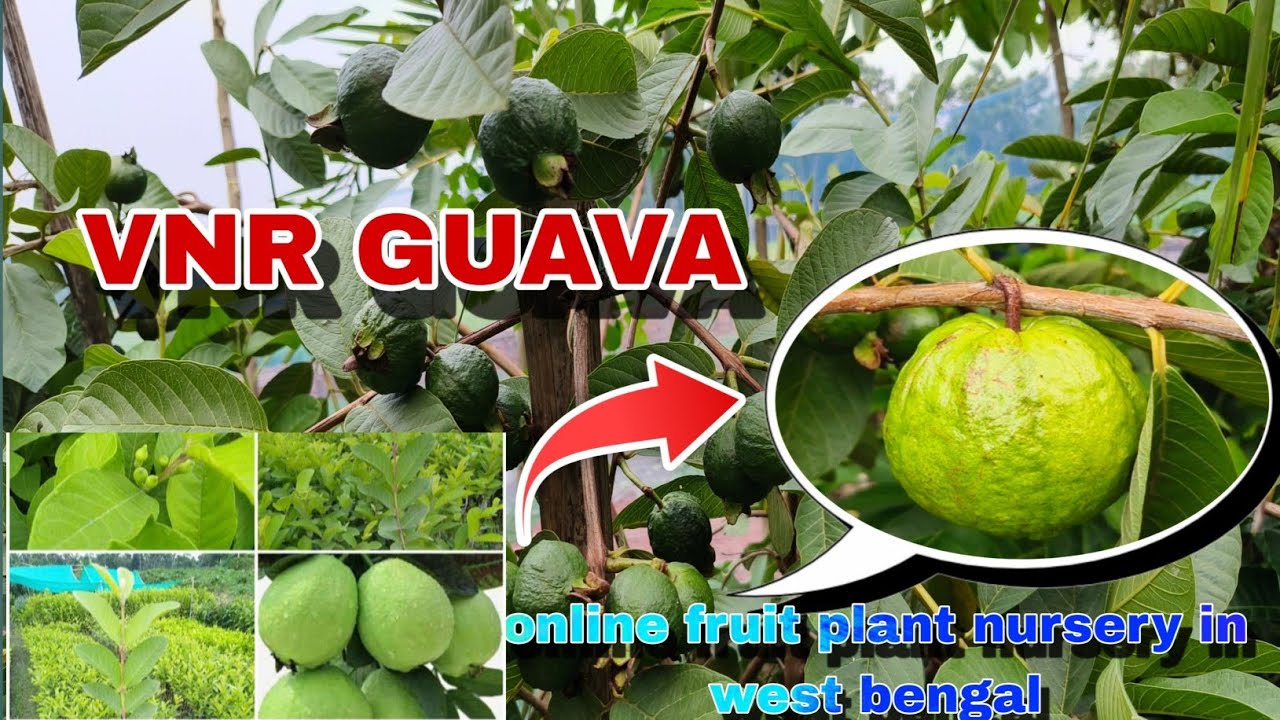 वियना में अमरूद की खेती/Vnr guava ka farming in India/online fruit ...