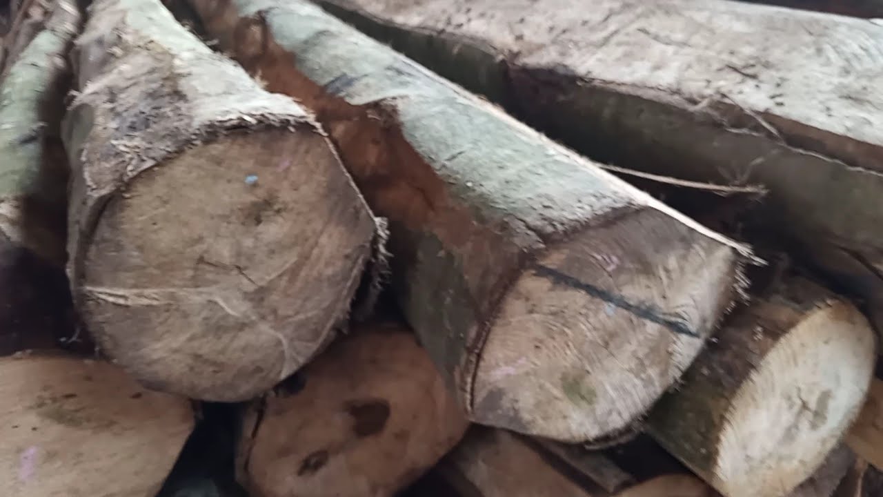 Menguras tenaga & full semangat(proses penggergajian kayu manglid untuk ...