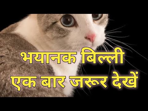 poosi cat😺🐈🐈🐈"बिल्ली" - YouTube