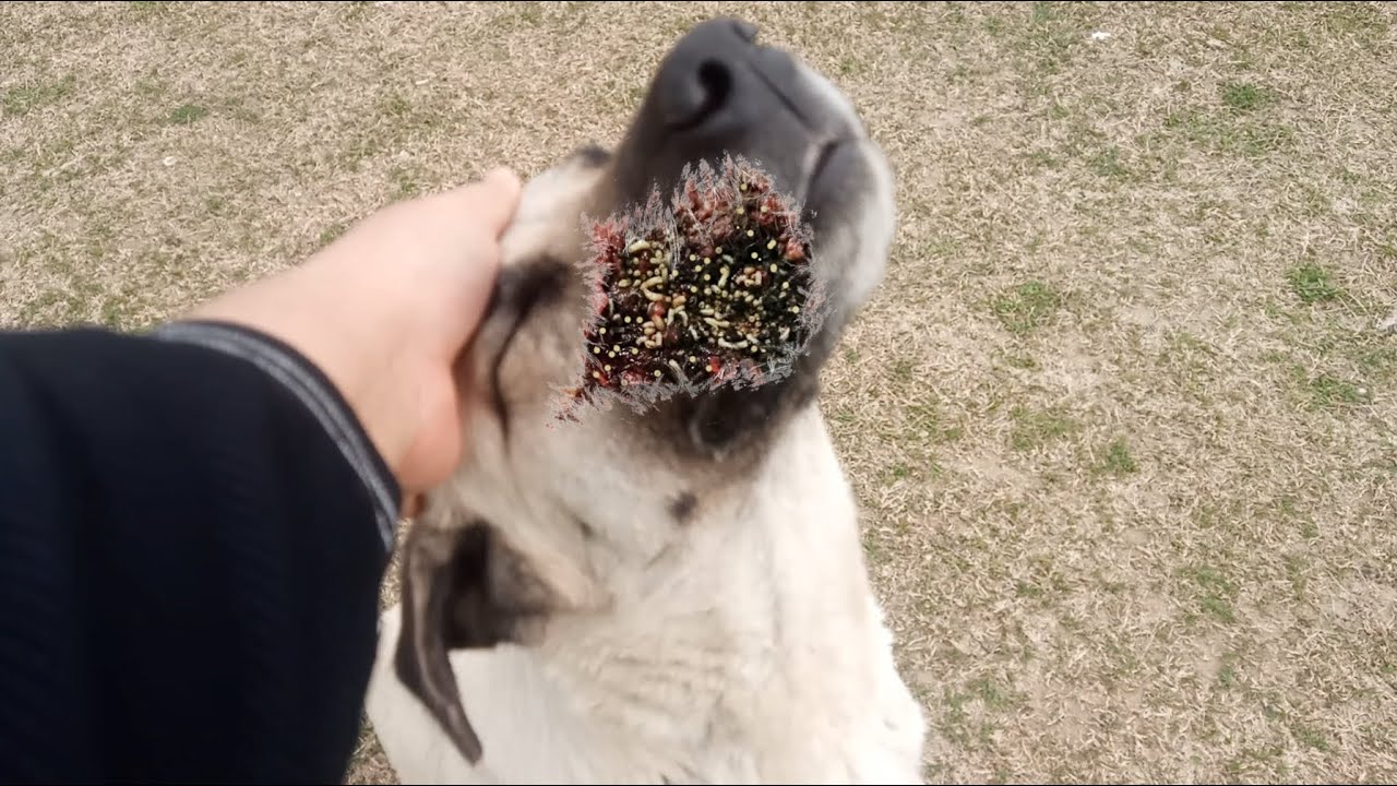 Removing Monster Mango worms From Helpless Dog! Animal Rescue Video ...