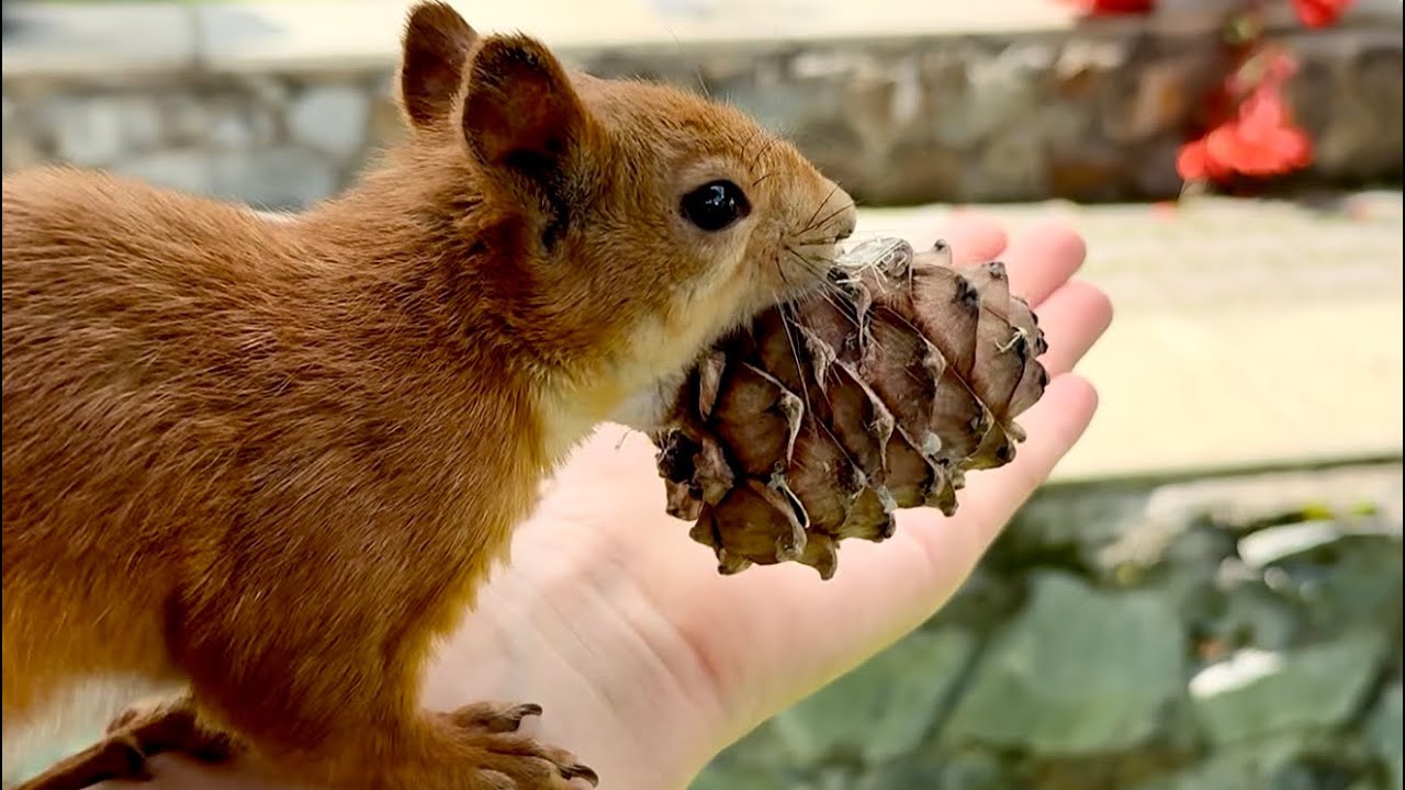 Very Kind Squirrel. Очень добрая белочка. - YouTube