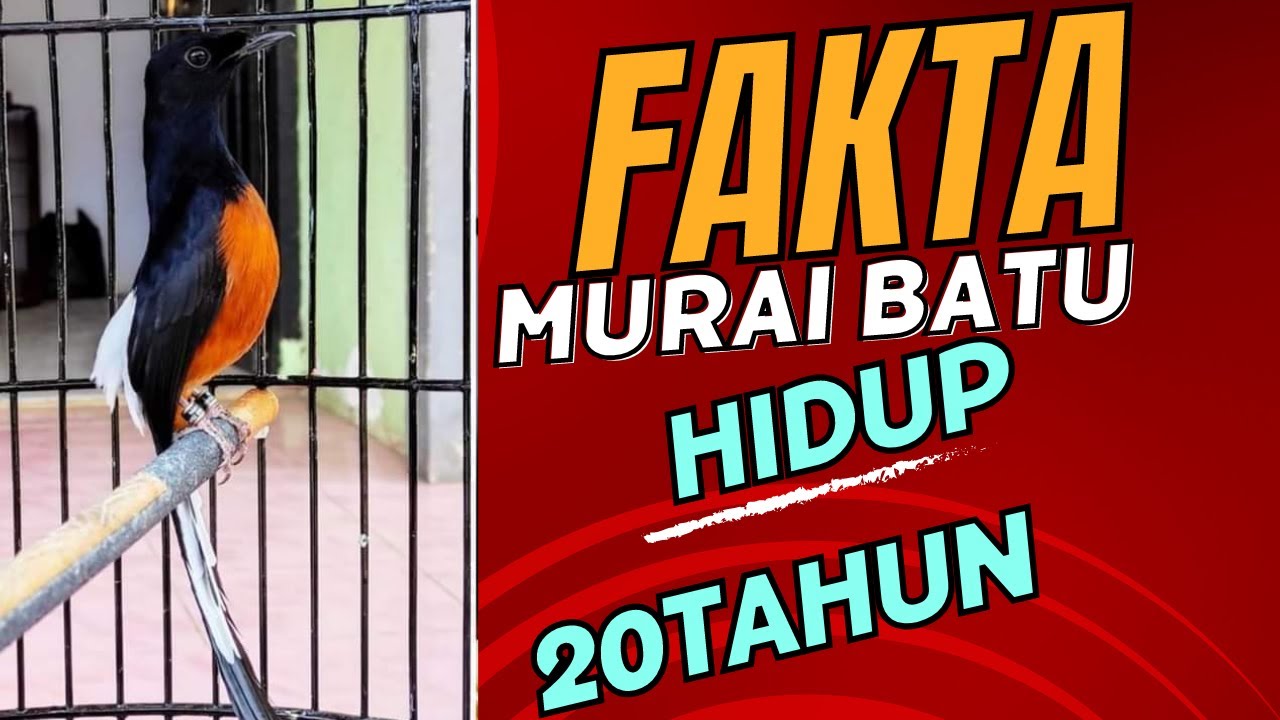 Fakta murai batu ini hidup 20 tahun !!! - YouTube