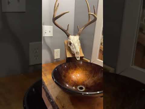 Deer Skull Bathroom Faucet || ViralHog - YouTube
