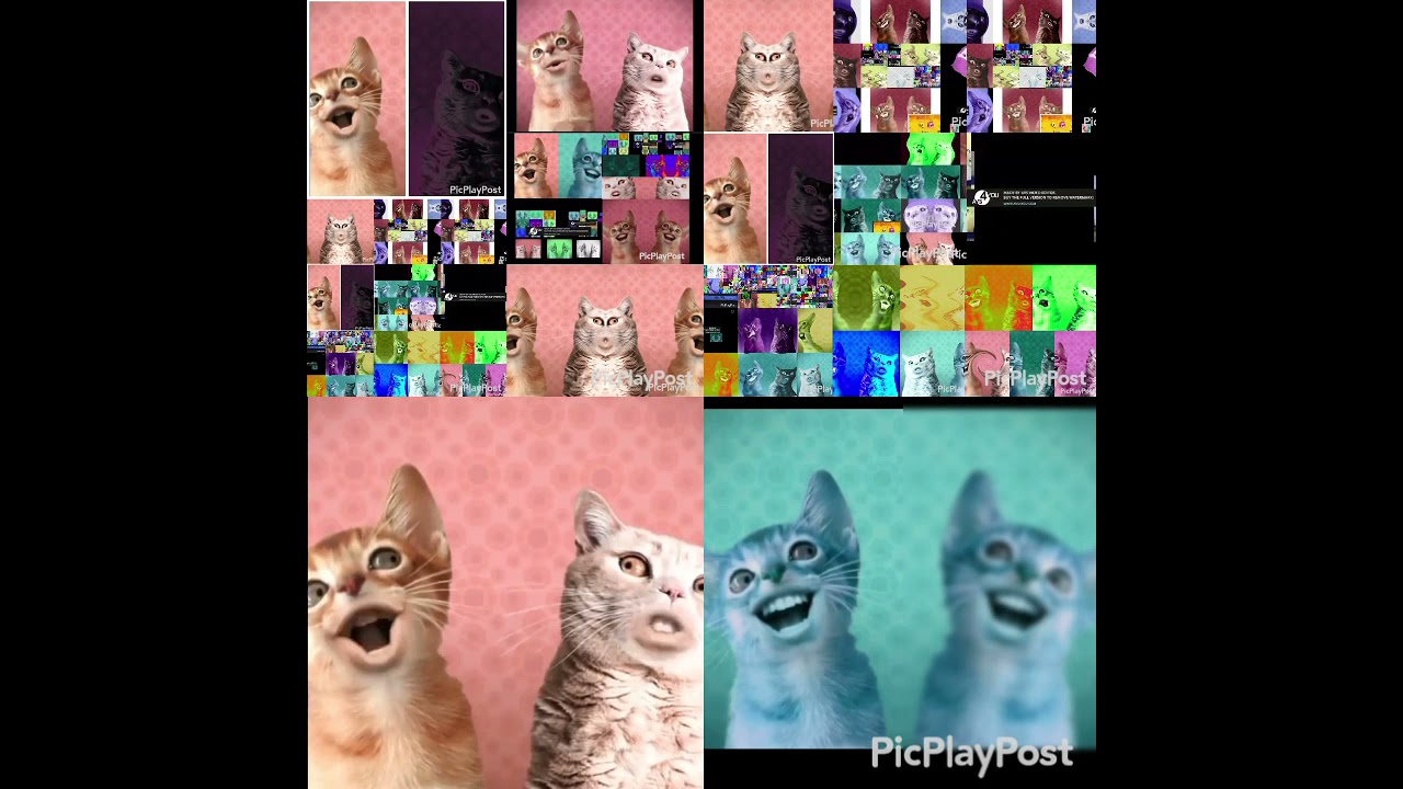 Too many preview 2 Numa cats - YouTube