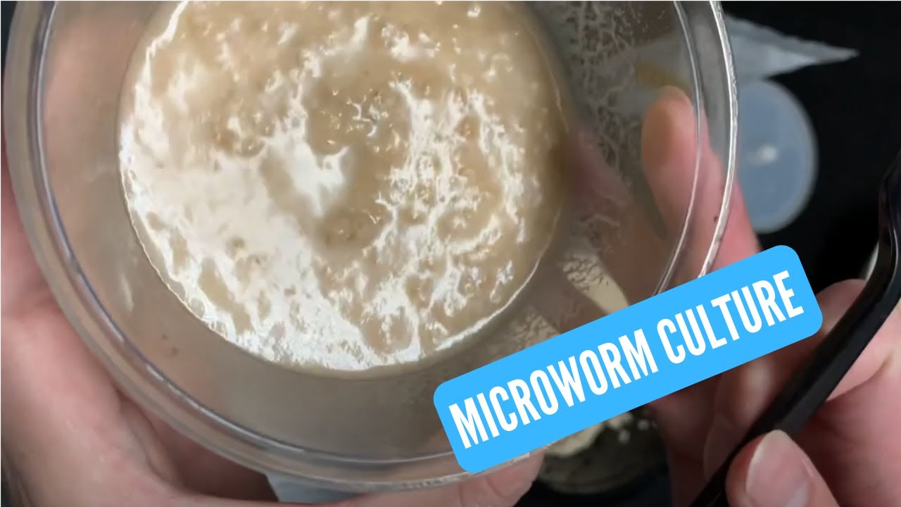 Quick and Easy Microworm Culture - YouTube