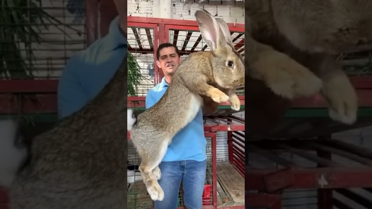 Holding the World's Biggest Rabbit: You Won't Believe the Size of This ...