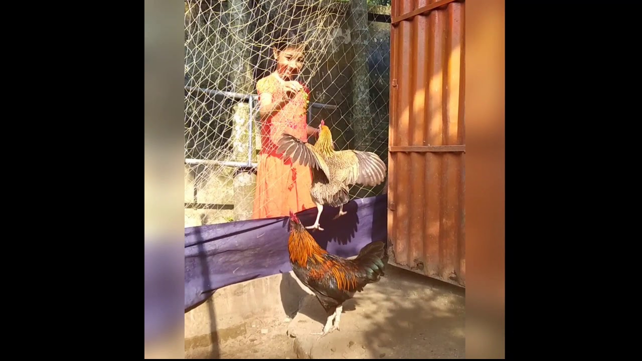 Funny chicken jump moment || Domestic chicken || Chicken farm - YouTube