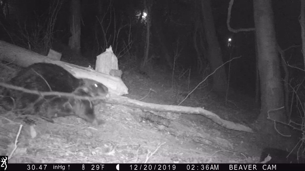 Maryland Beaver Cam Part: 3 - The Main Drag - YouTube