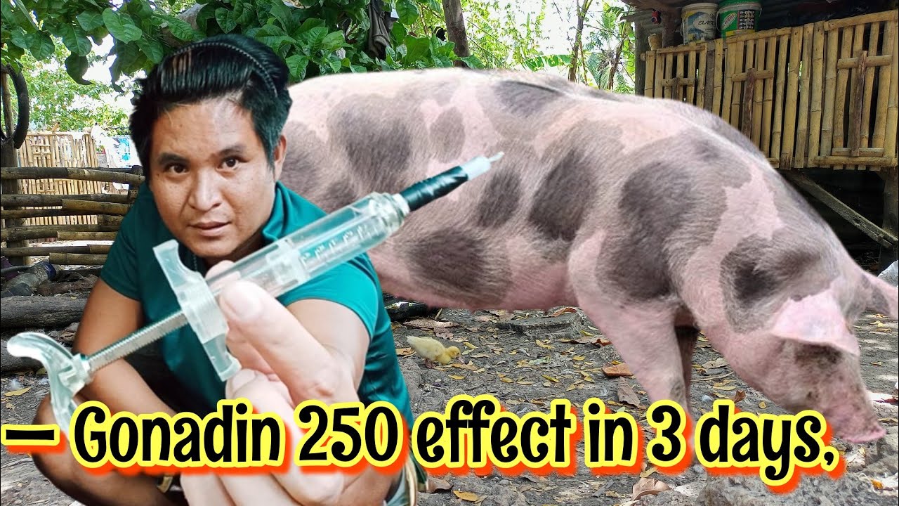 Gonadin 250 effect in 3 days,Solusyon sa matagal na paglalandi ng ...