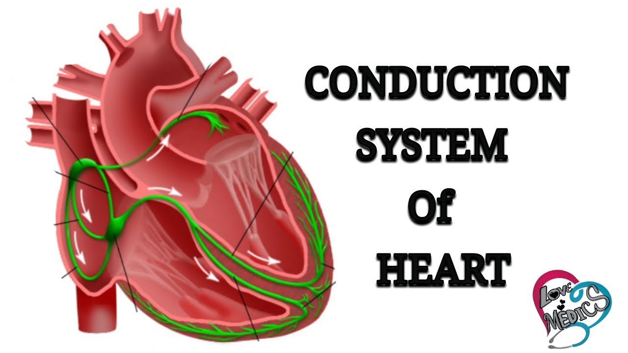 conduction system of heart || cardiology || components of conduction ...
