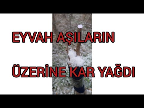 AŞILARIN ÜZERİNE KAR YAĞARSA NE OLUR ?