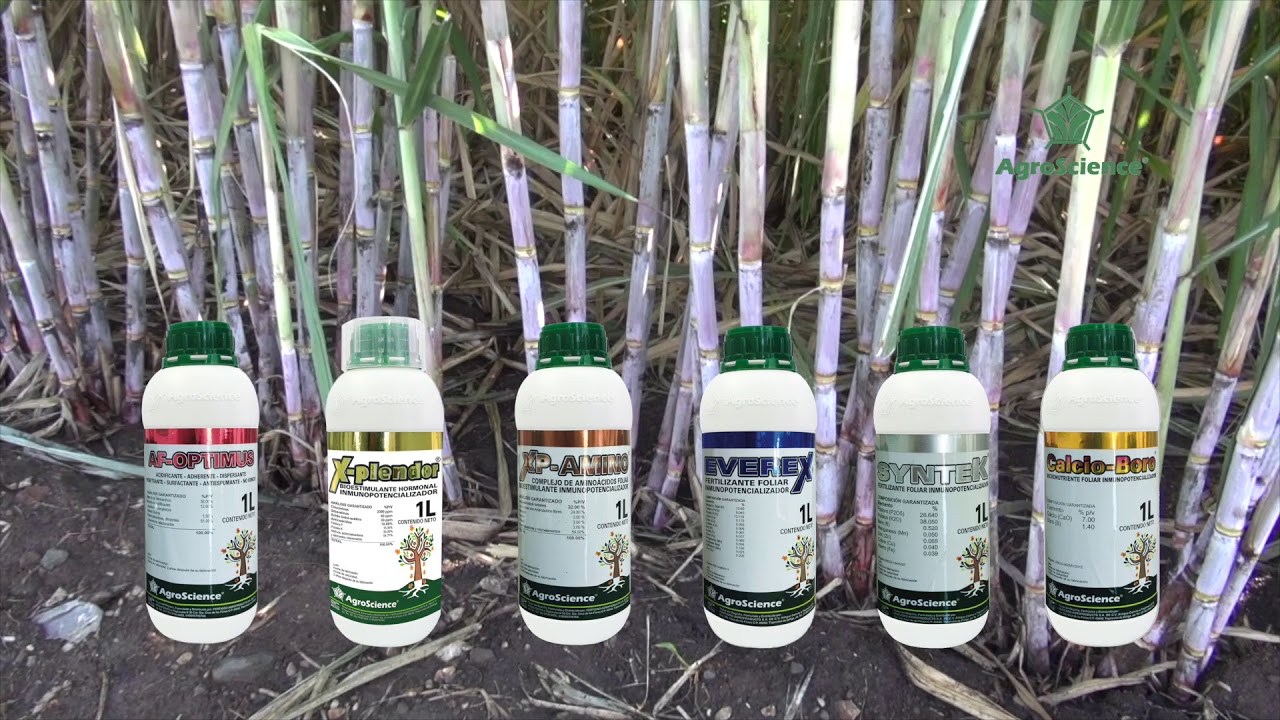 AgroScience | Nutrición Completa en Caña ITV 92-1424 - YouTube