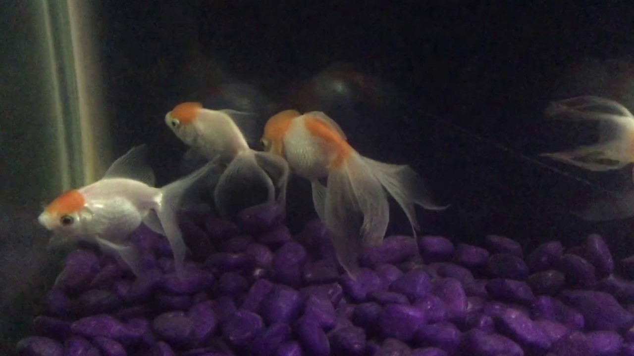 Red Cap Fish | Oranda | Fresh water fish - YouTube