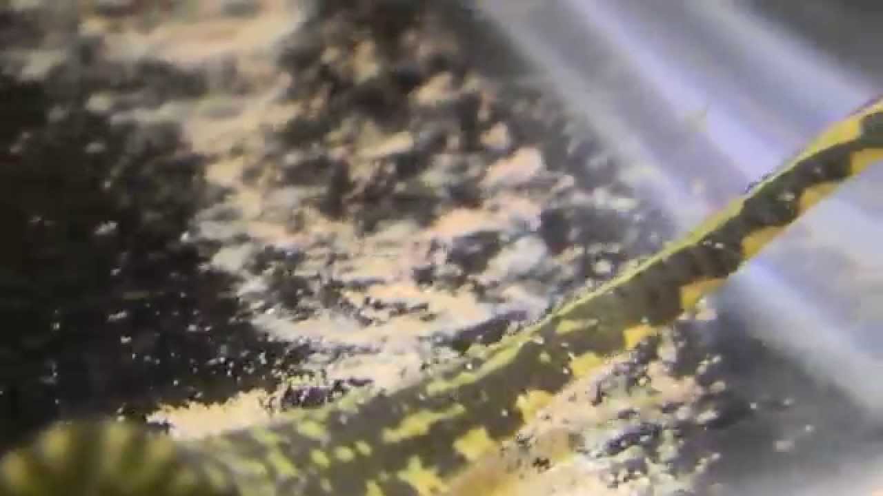 Pet leeches - YouTube
