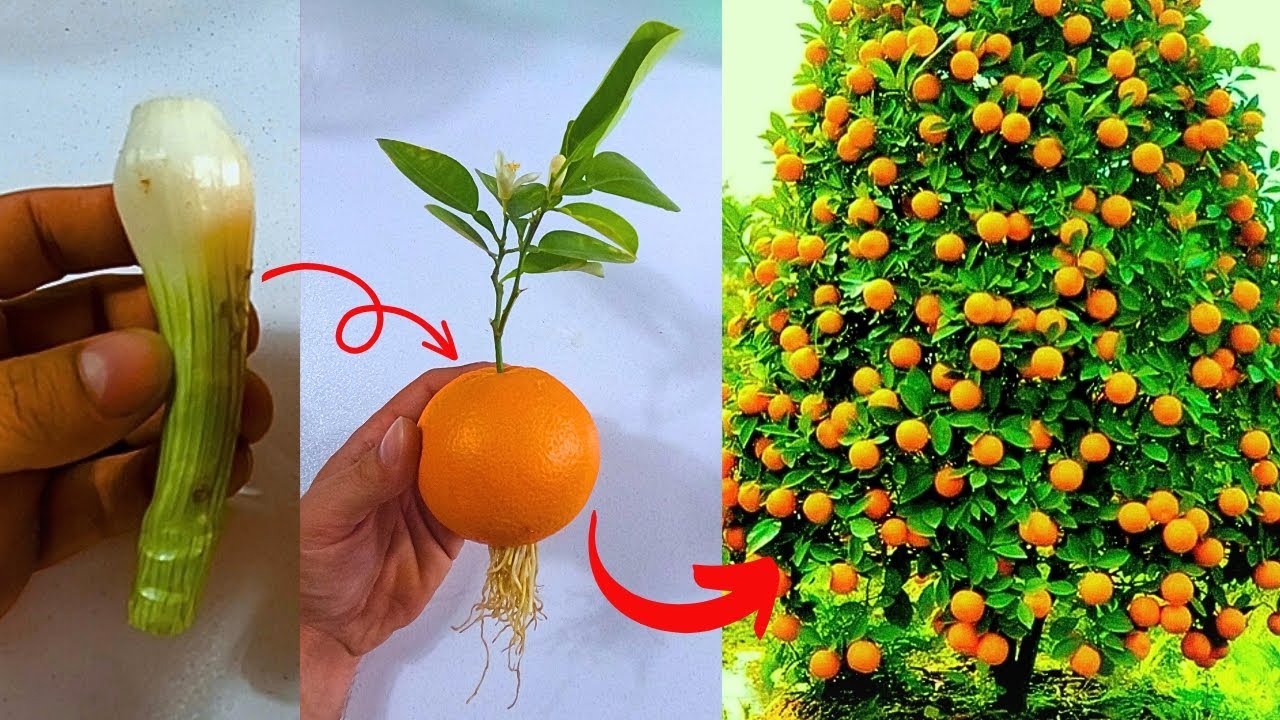Easy way to grow orange trees with fresh garlic - YouTube