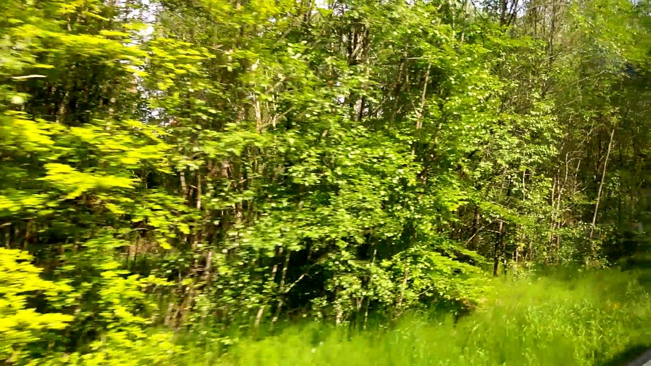 Trees As Seen from High Speed Bus - Royalty Free Stock Video ...