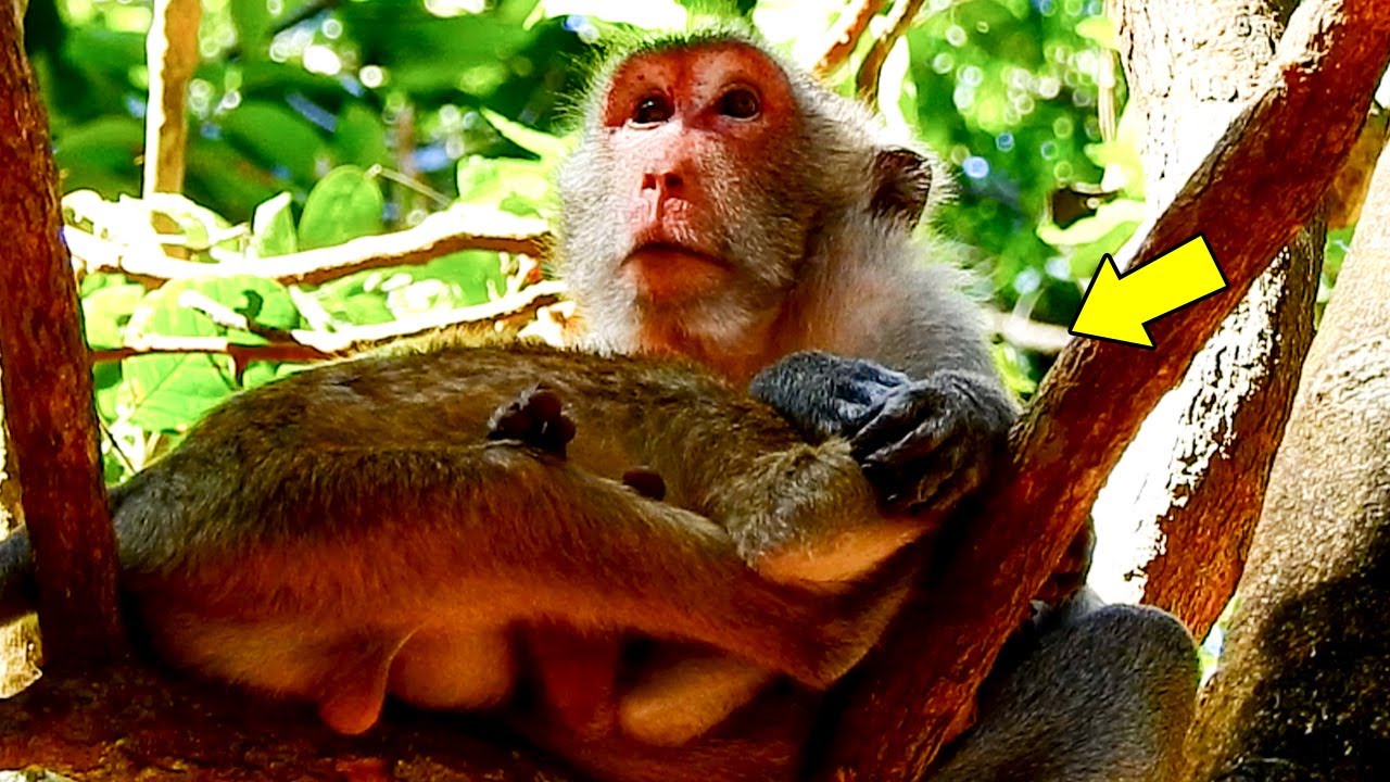 Big Fault.. Jane Monkey Feel Fall in Wrong That No Mercy Jody Like ...