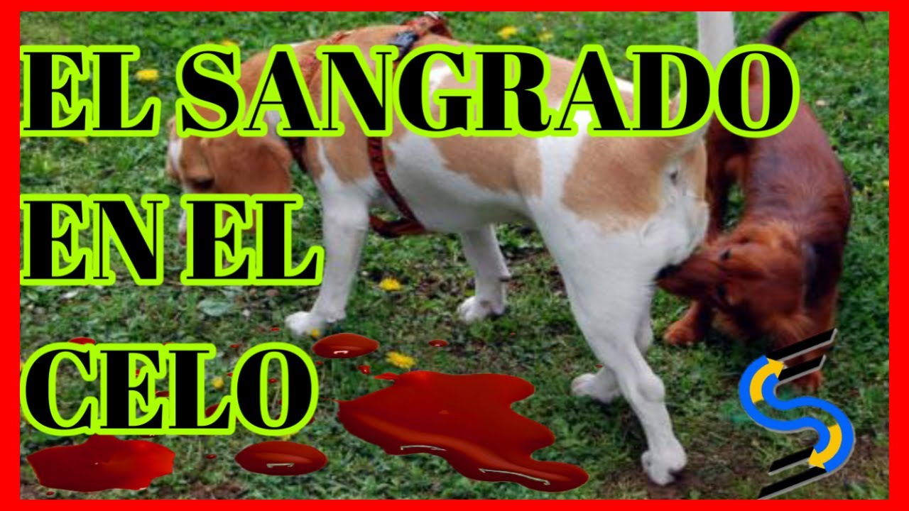 Los Perros Cagan Sangre Cuando Están En Celo