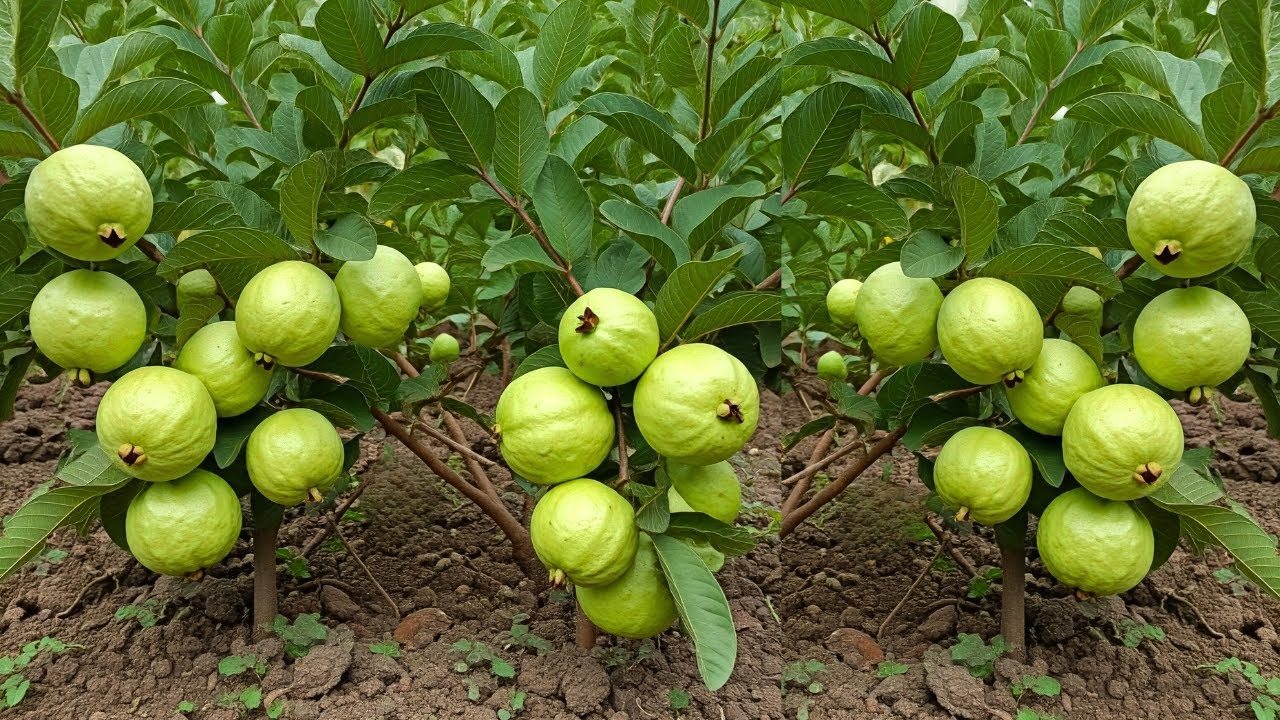 🌿Grow Guava Tree FAST with These Pro Tips! Best Ideas for Growing Guava ...