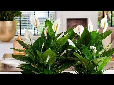 Шу ишни қилсангиз Спатифиллум чаман гуллайди ва зўр ўсади. Осон ва текин усул.