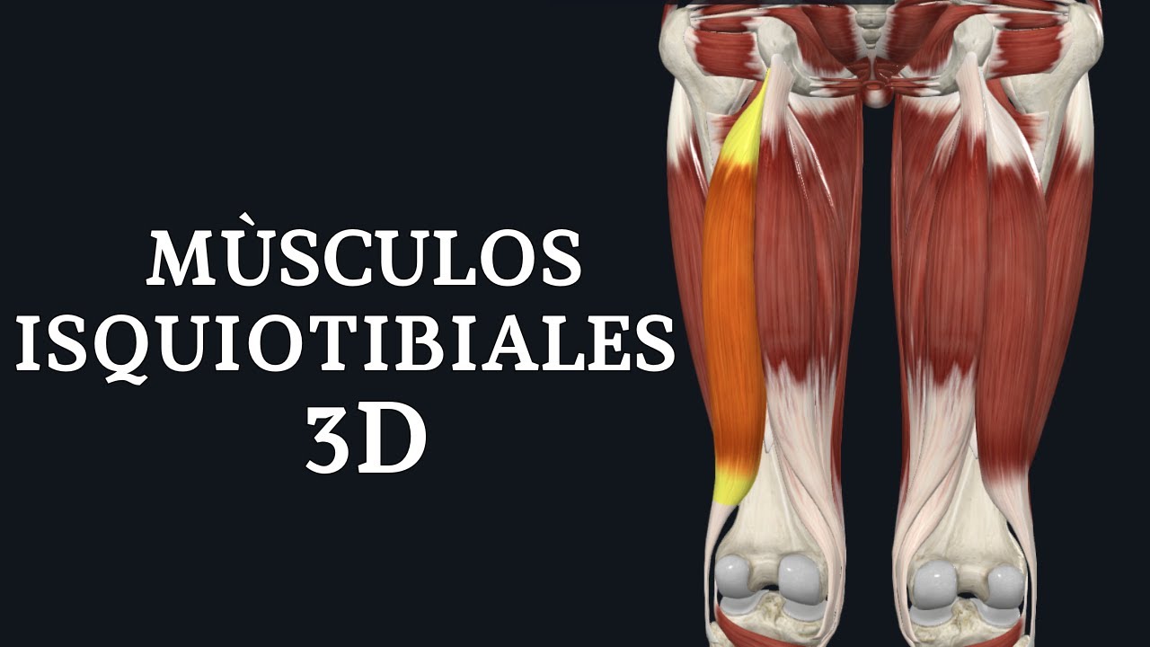 HABLEMOS DE LOS MÙSCULOS ISQUIOTIBIALES - YouTube