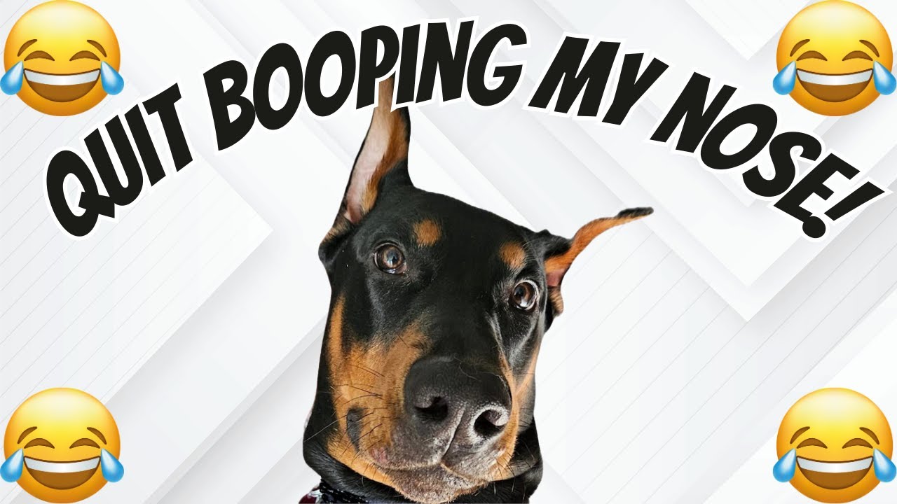 Doberman gets his nose booped - YouTube