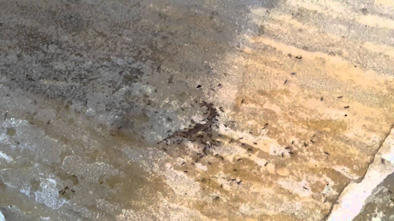 Ants swarming a scorpion - YouTube