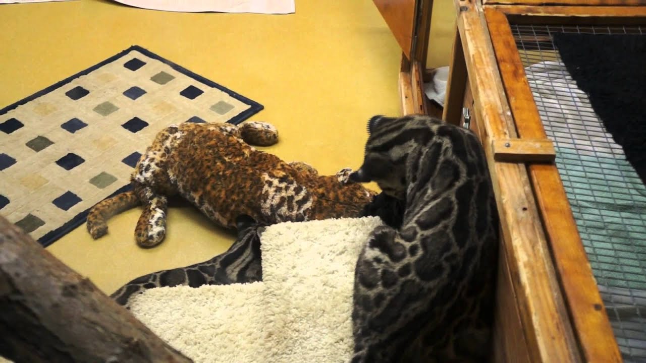 Clouded Leopard Cubs Playing - YouTube