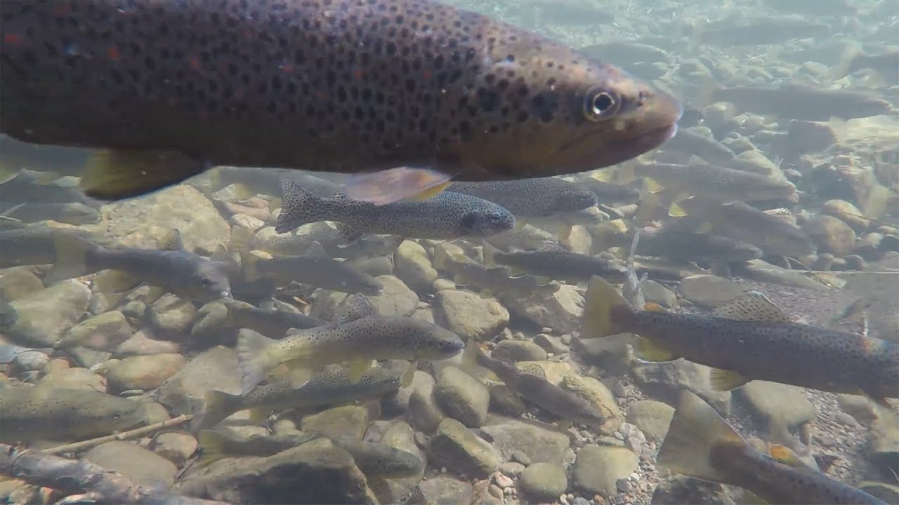 Brown Trout Spawning Migration Underwater - YouTube
