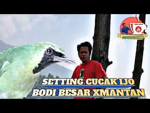 Setting Terbaik Cucak Ijo Bodi Besar Xmantan