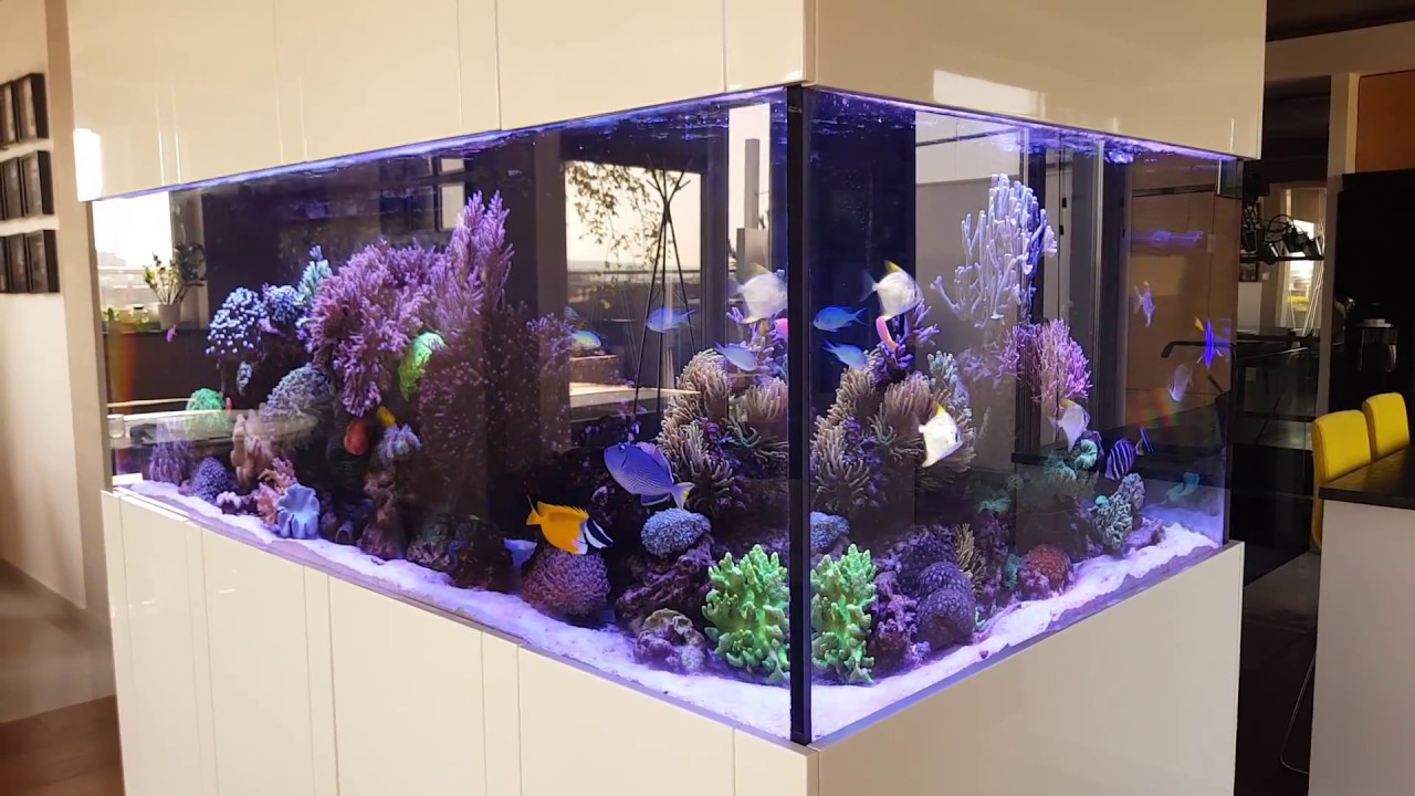Beautiful tank run only on Aquaforest products - YouTube
