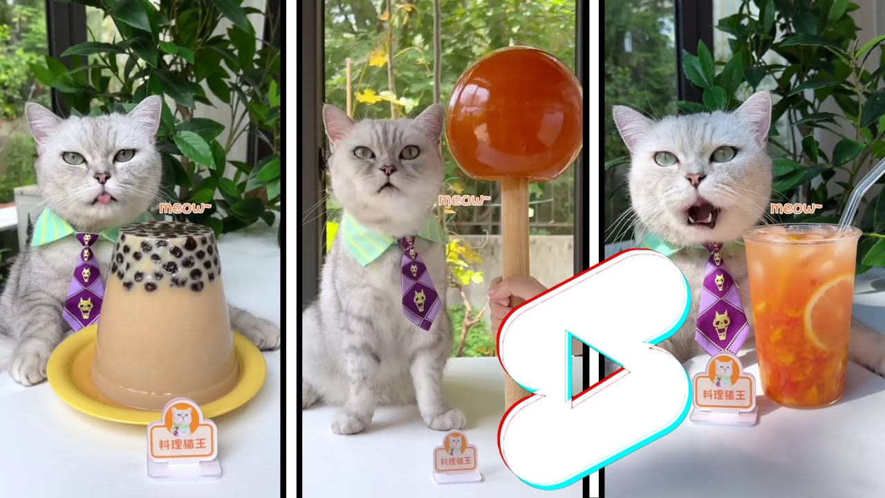 【Chef Cat Cooking】Cat's Creative Food Ideas Candy&Drinks Chef Cat ...