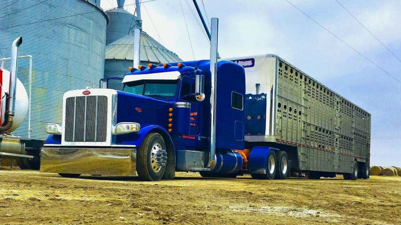 Cattle Rolling Crew - YouTube