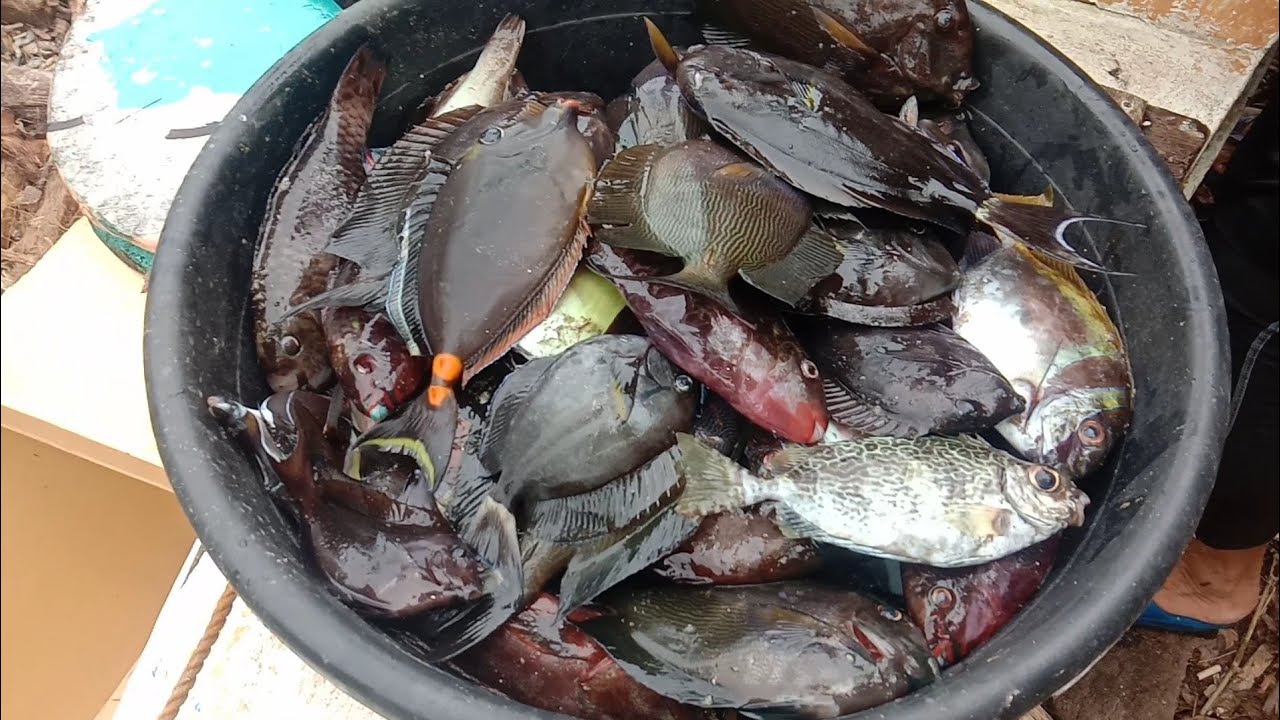 V449 -Isang Latag lang ng Lambat Puno yong isang Timba may pang Ulam na ...