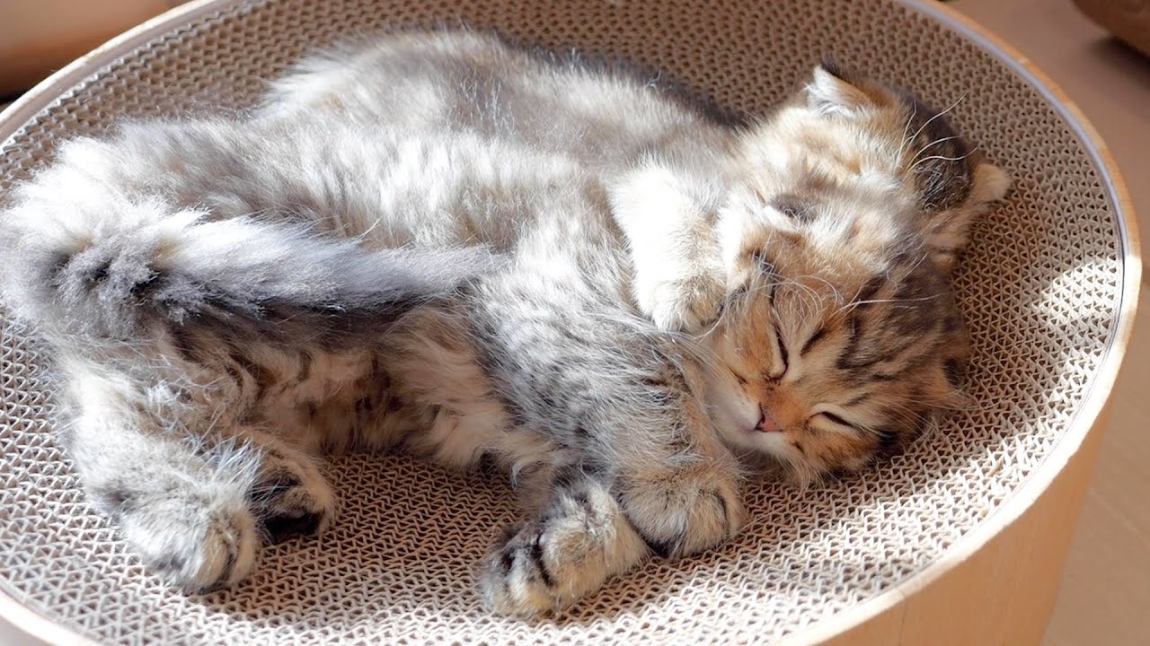 A kitten taking a nap comfortably in the sun is too cute. - YouTube