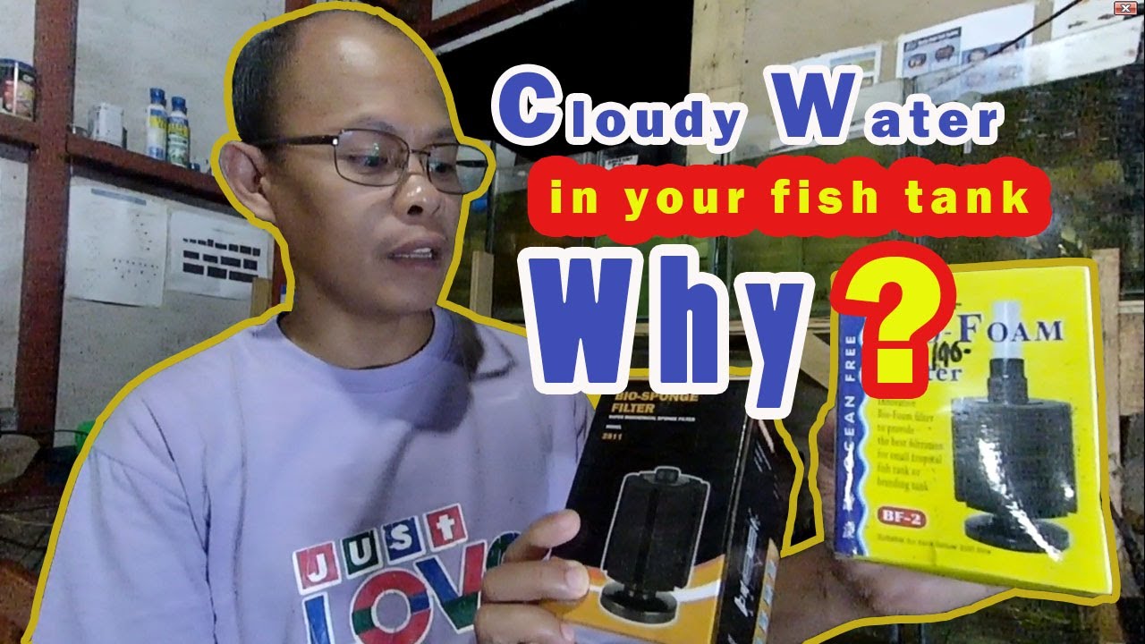Sponge Filter and Air pump efficiency for Beginners, Intermediate and ...